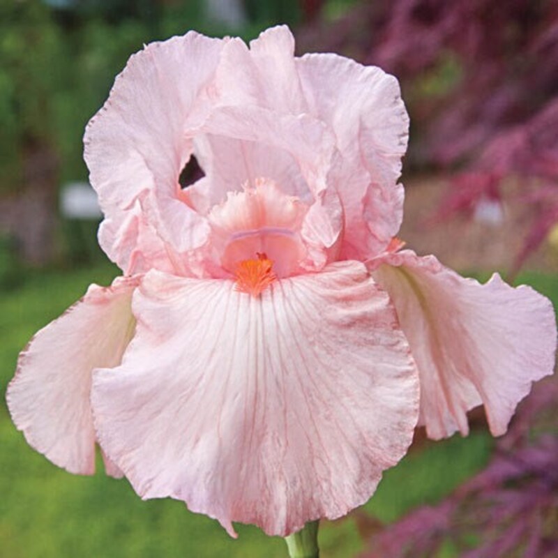 Reblooming Bearded Iris - Etsy