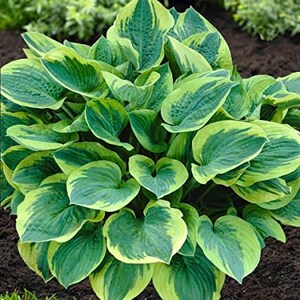 Hosta 'wide Brim' Perennial Shade Plant Dark Green Leaves to 8 by 6 ...