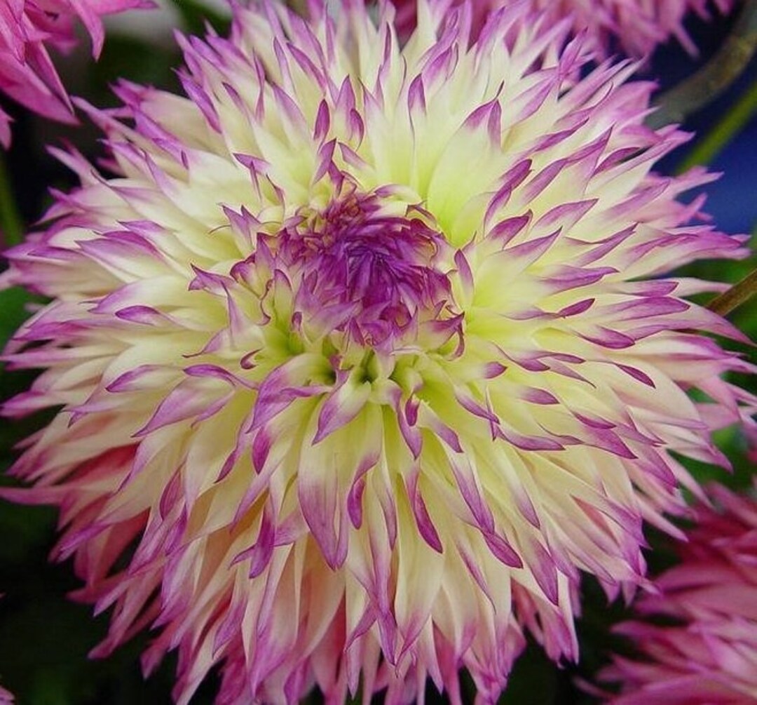 Pineland's Princess Cactus Dahlia Tubers - Large 7" Fimbriated, Lacy ...