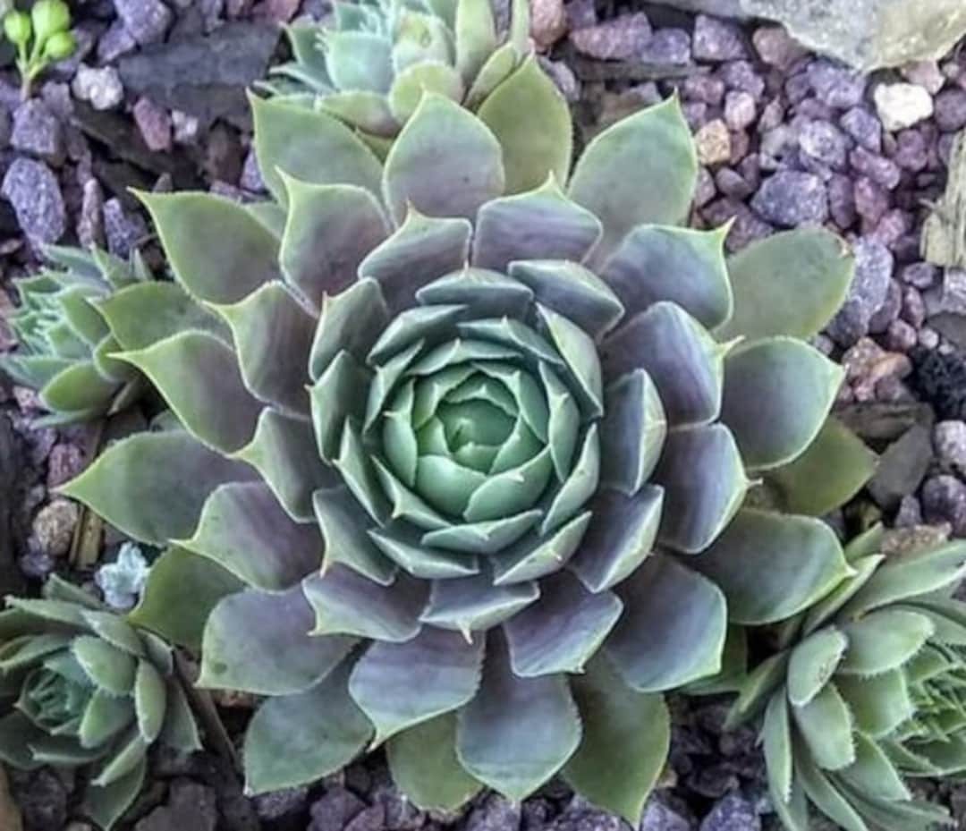 Hens and Chicks ! Pacific Blue Ice Live Plant - Hardy Outdoor Cactus ...