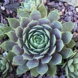 Hens and Chicks ! Pacific Blue Ice Live Plant - Hardy Outdoor Cactus ...