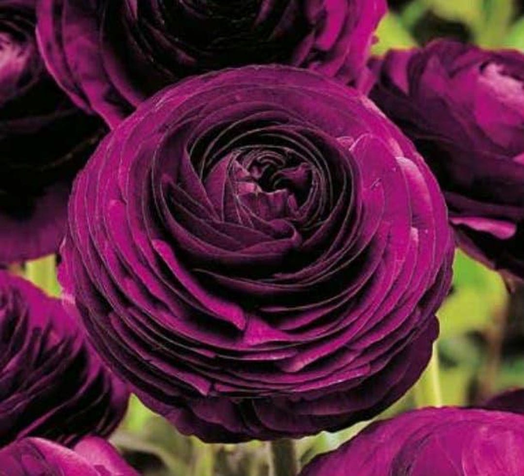 Majestic Purple Ranunculus Tubers - Full Sun to Partial Shade - One of ...