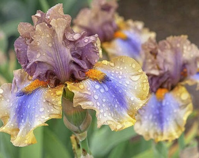 Bearded Iris 'let Evening Come' Bulb (rhizome) Silvery-gray W/ Yellow ...