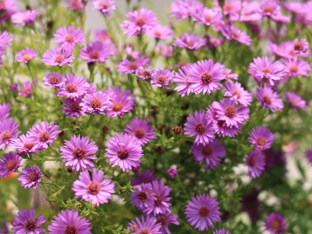 Woods Purple Aster Live Plant - Hundreds of Purple to Blue Daisy-shaped ...