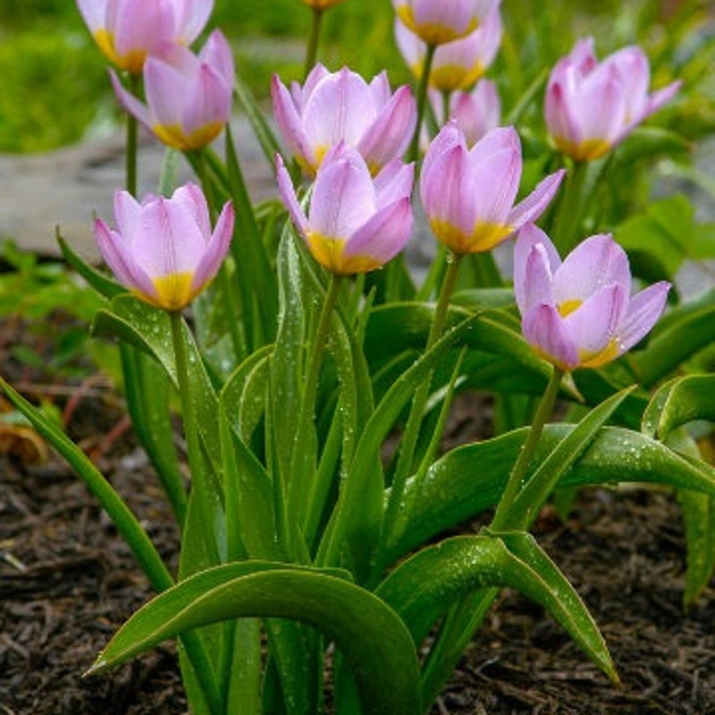 Tulip Shaped Cups - Etsy