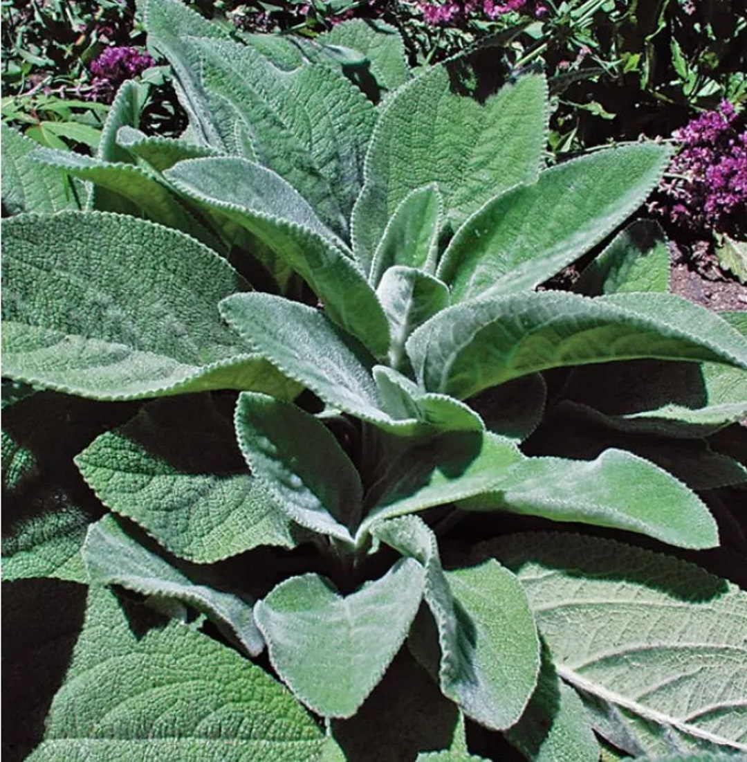 Lambs Ear Live Plant - Blue to Purple Sporadic Flowers - Perennial ...