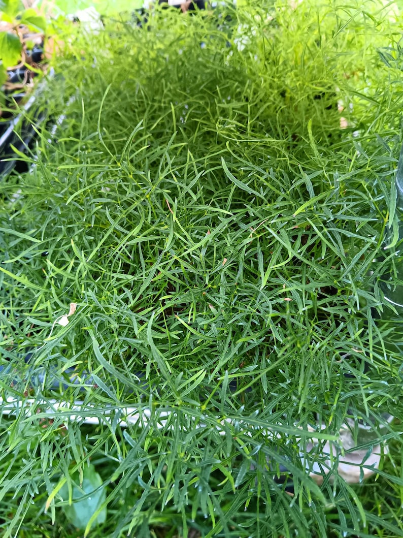 Aruncus Fairy Hair - DWARF GOAT'S BEARD - Bare Root Division- White ...