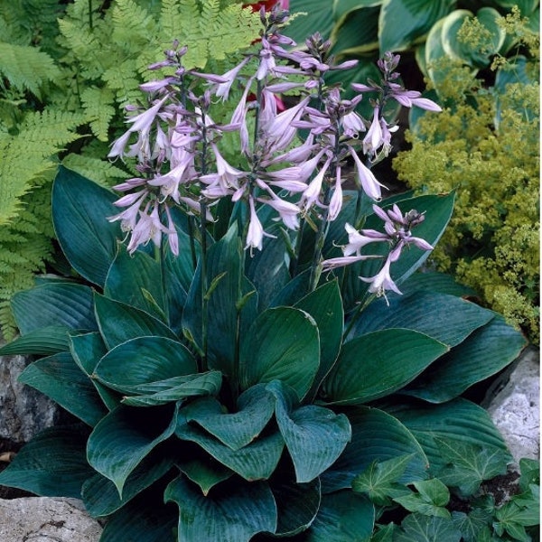 Purple Hosta Plants - Etsy