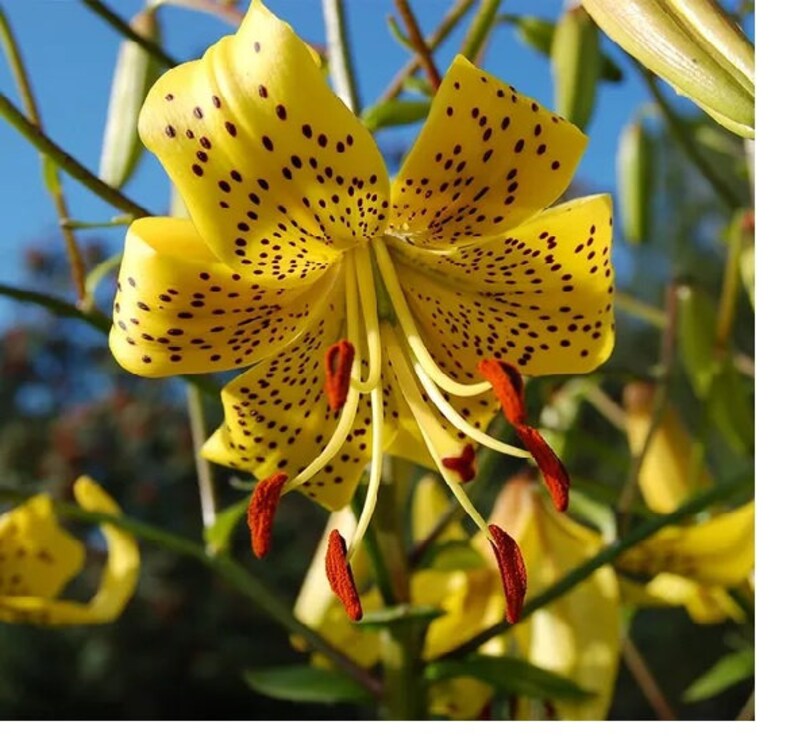 Lilium Leichtlinii Japanese Tiger Lily Bulbs Pendent Golden - Etsy