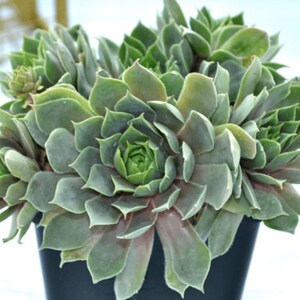 Hens and Chicks ! Pacific Blue Ice Live Plant - Hardy Outdoor Cactus ...