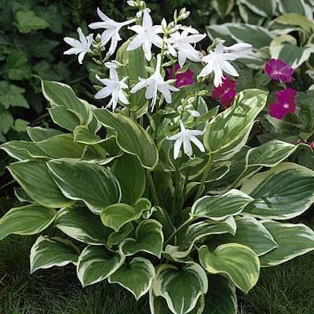 So Sweet Hosta Plant