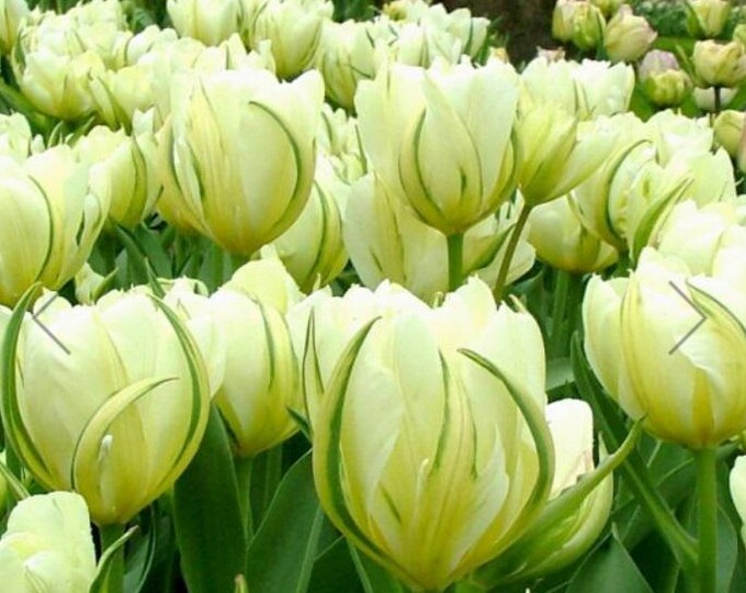 Exotic Emperor Tulip Bulbs - Opens Creamy Ivory-white and Matures to ...