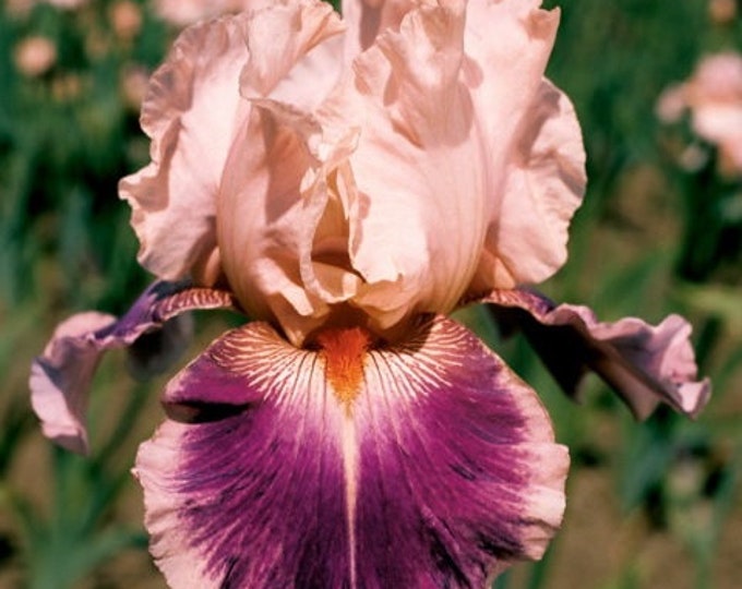 Bearded Iris 'cherry Blossom Song' Rhizome Pink and Purple W/ Orange ...