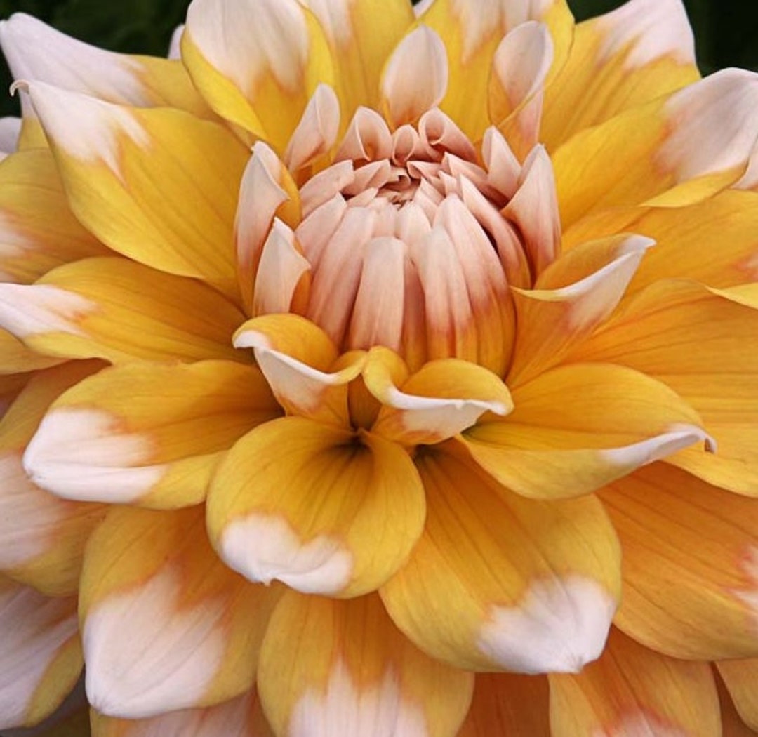 Seattle Dinnerplate Dahlia Tubers - 8" Blooms of Golden Yellow Flowers ...