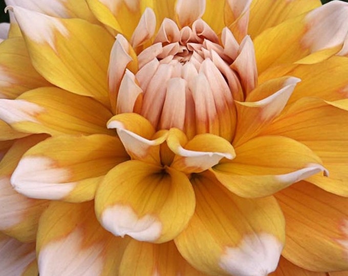 Seattle Dinnerplate Dahlia Tubers - 8" Blooms of Golden Yellow Flowers ...