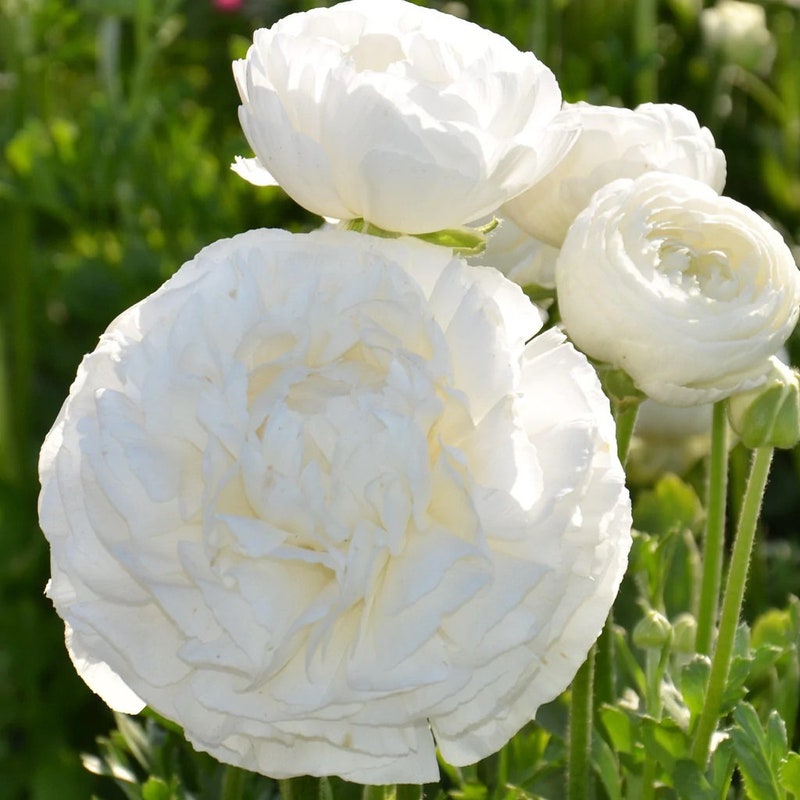 White Ranunculus - Etsy