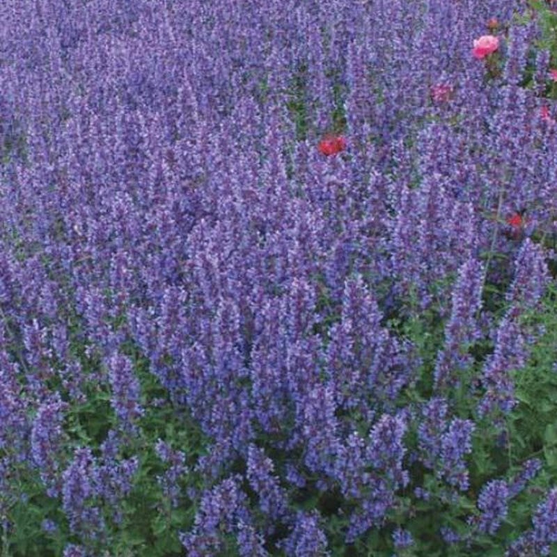 Walkers Low Catmint - Etsy