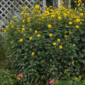 Heliopsis 'summer Sun' - OXEYE SUNFLOWER - Live Plant - Showy, Semi ...