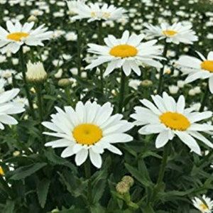 Snowcap Leucanthemum Live Plant Snowcap White Daisy W/ Yellow Centers ...