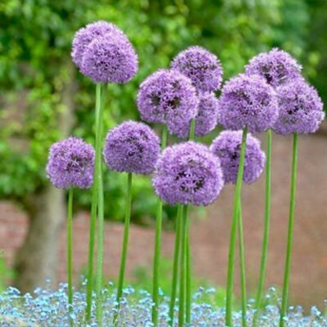 Gladiator Allium Bulbs - Deer Resistant - Late Spring - Perennial ...