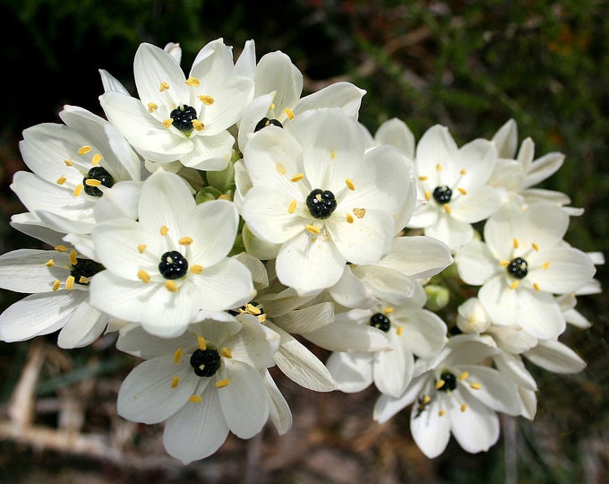 Arabian Starflower - Ornithogalum Arabicum - Star of Bethlehem ...