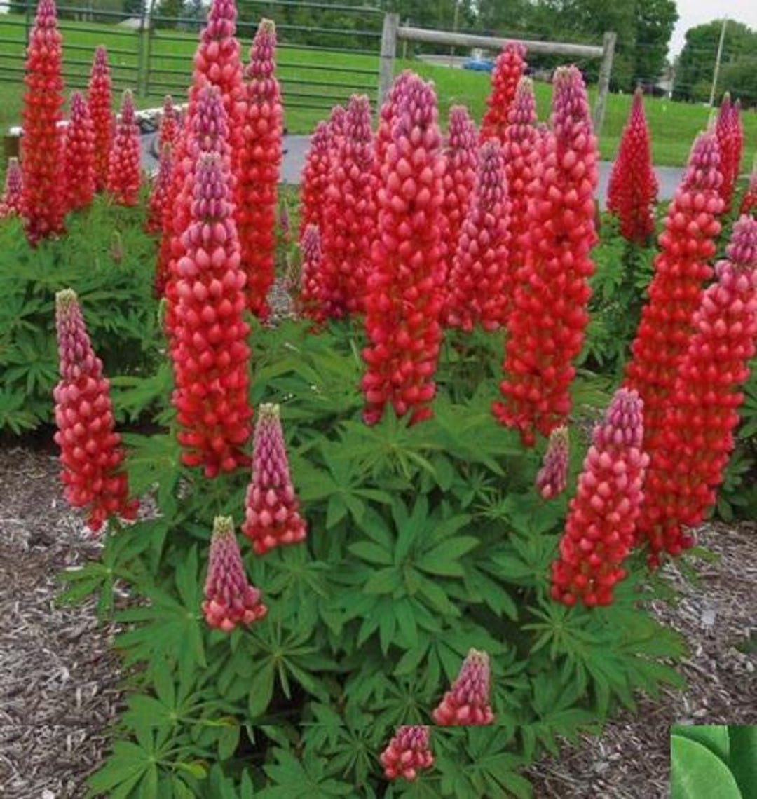 Gallery Red Lupine Live Plant - Unique Green Foliage - Pretty Bloom ...