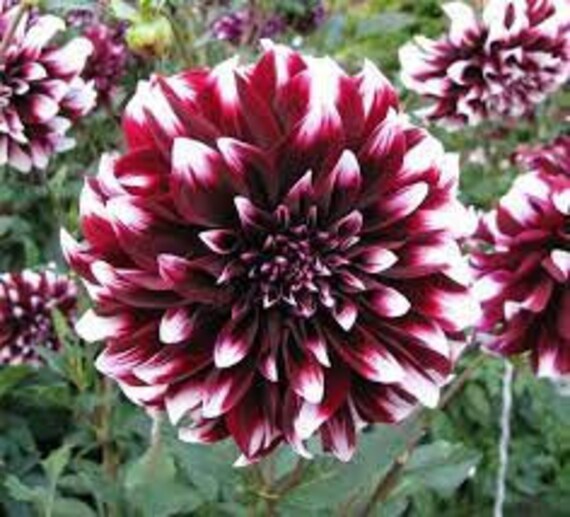 Maroon Dahlia Flower