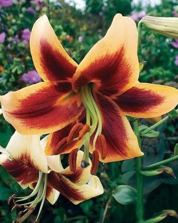 Yellow Asiatic Lily Plant
