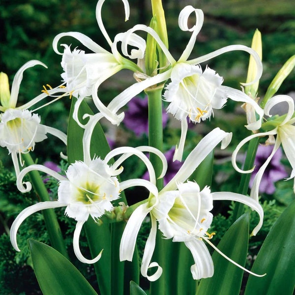 Peruvian Lily Plant - Etsy