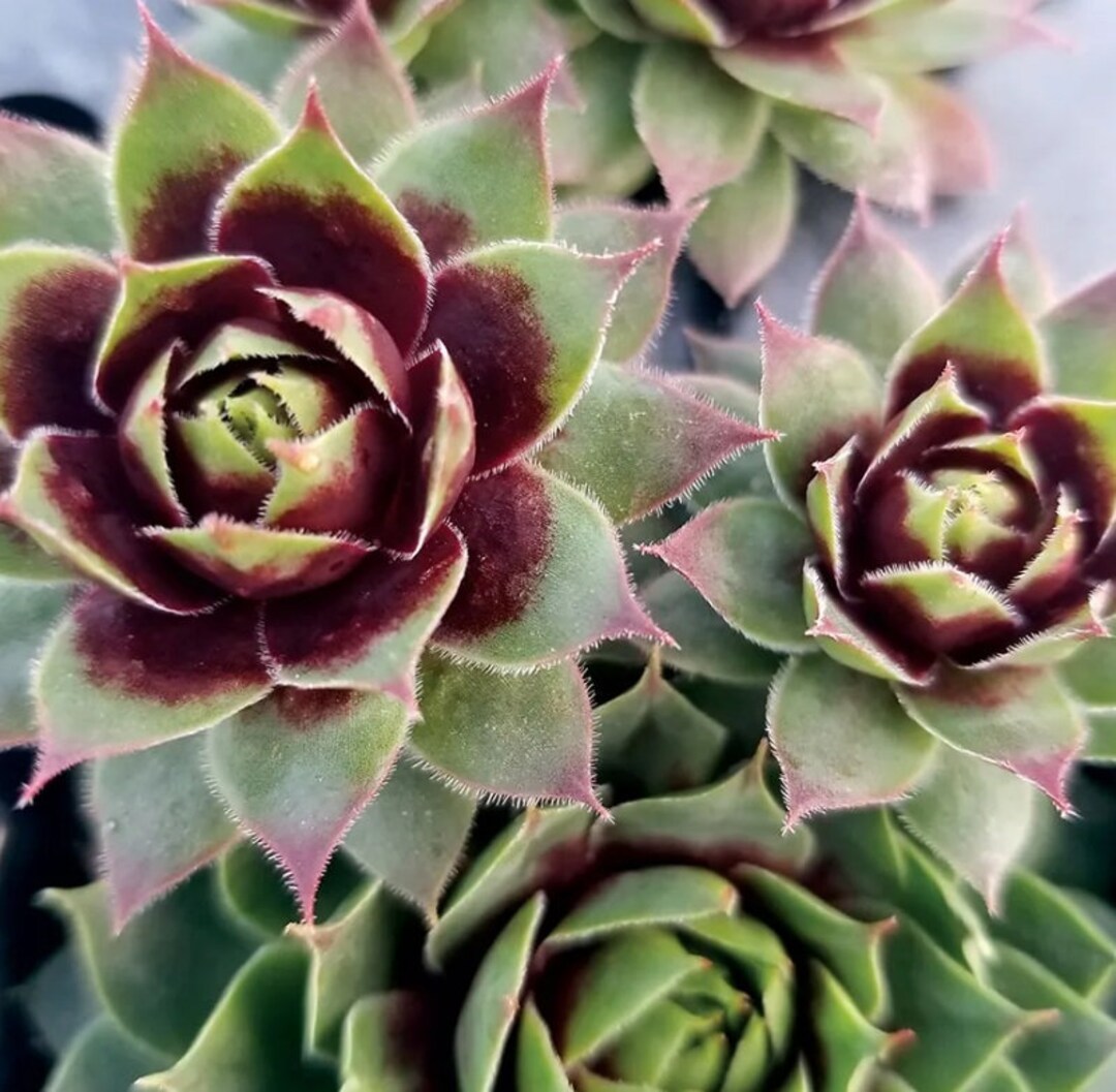 Hens and Chicks Live Plant Green W/ Deep Red Centers Hardy Outdoor ...
