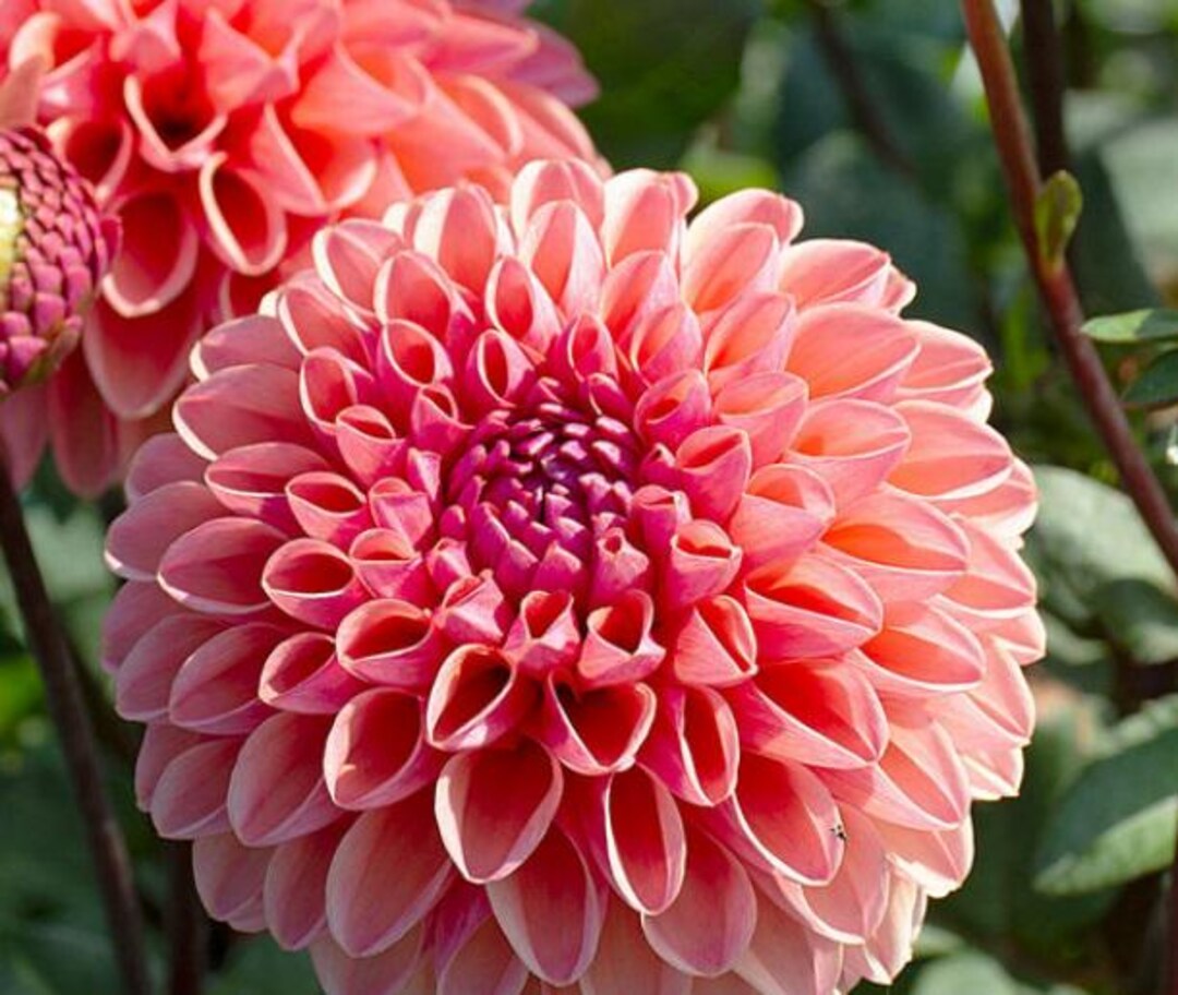 Daisy Duke Decorative Dahlia Tuber - Unique Peachy Coral-pink Petals W ...