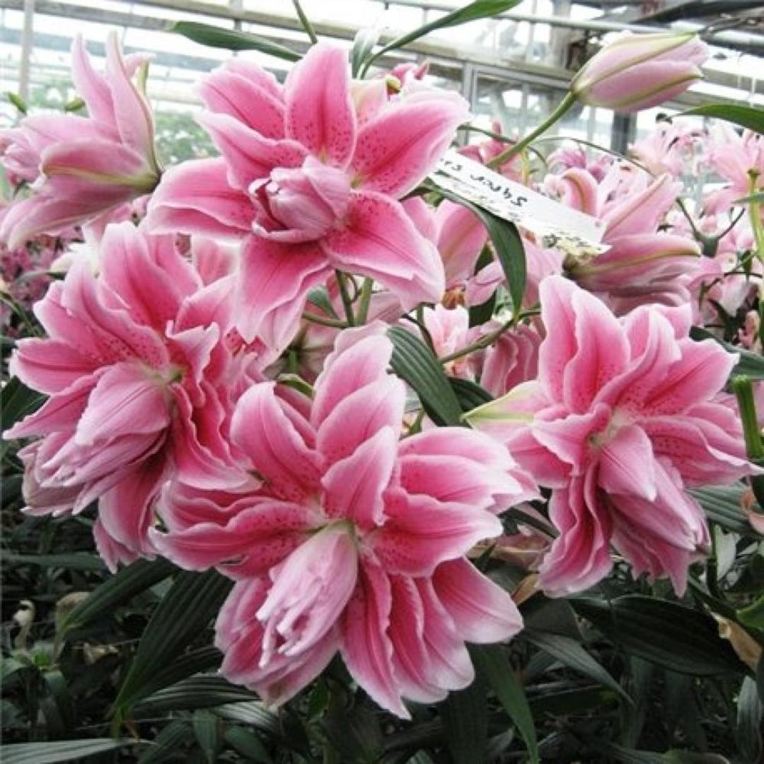 Isabella Rose Lily Bulbs Light Pink Edges W/ Black Speckles Fragrant ...