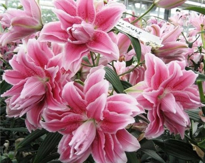Isabella Rose Lily Bulbs - Light Pink Edges W/ Black Speckles ...