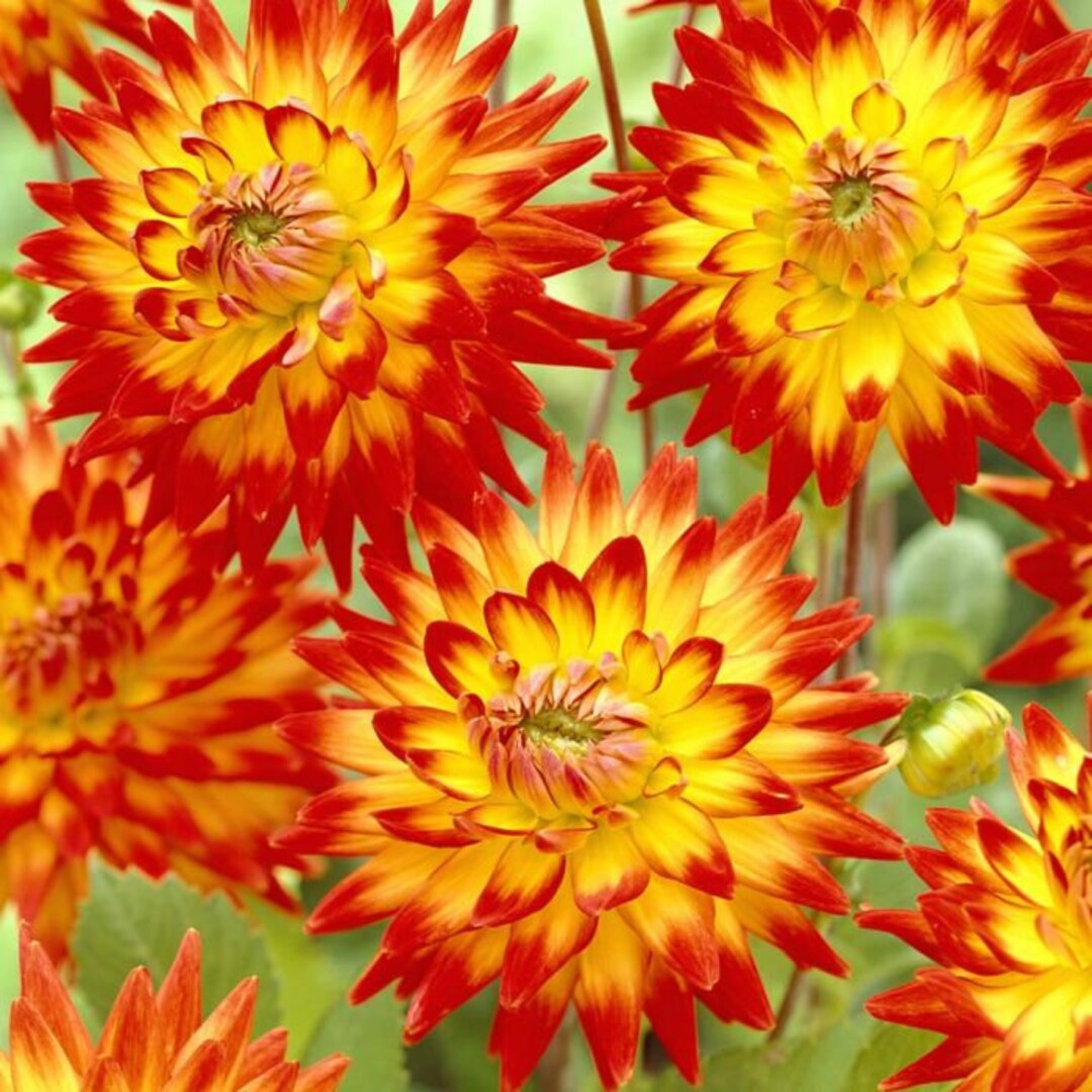 Karma Bon Bini Dahlia - Astonishing Semi-cactus Vibrant Orange-red ...