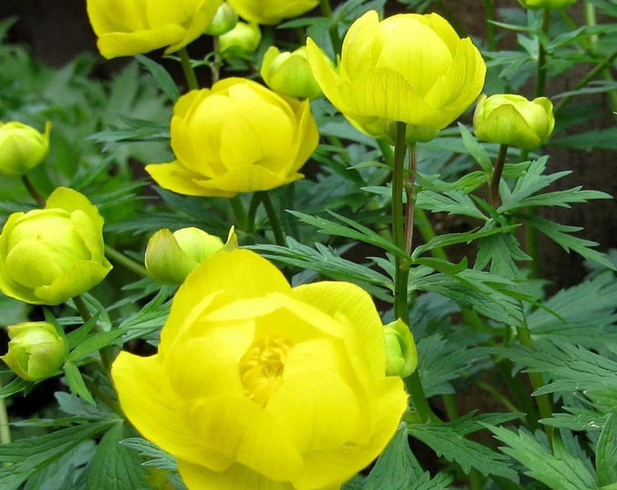 Trollius Lemon Queen Globeflower Bare Root - Hardy Perennial - Full Sun ...