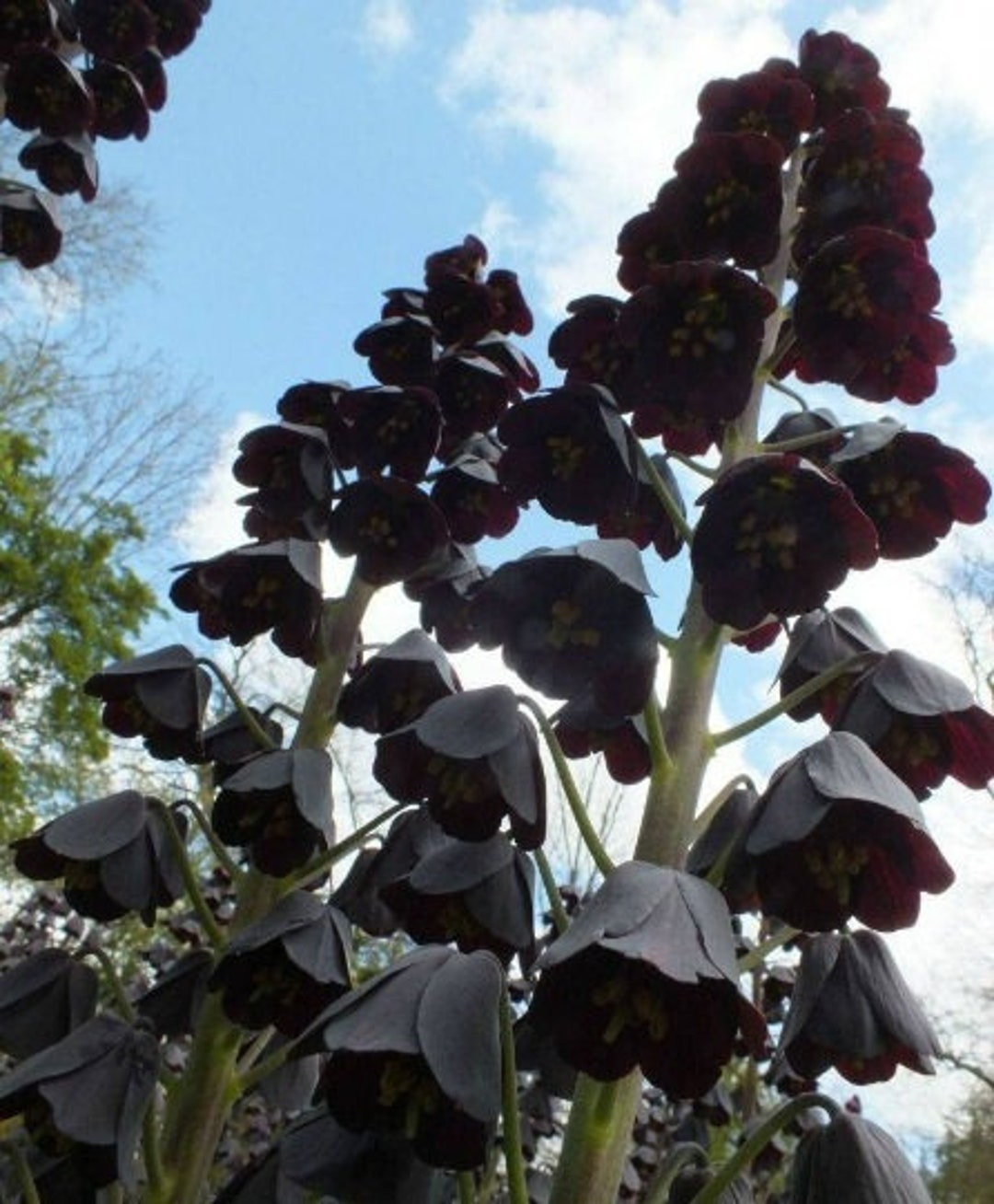 Fritillaria - Persica - Persian Lily Flower Bulb - Purple to Black Bell ...