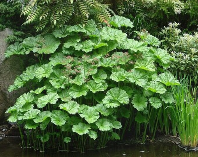 Darmera Peltata UMBRELLA PLANT - Bare Root Division - Live Shade Plant ...