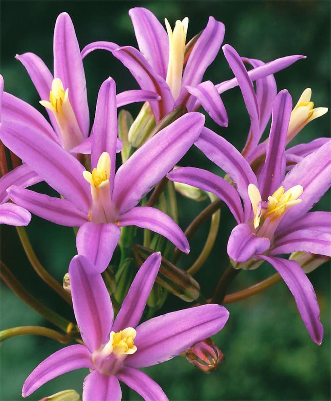 Brodiaea Californica 'babylon' - Fall Planted Bulbs - Cluster Lily ...