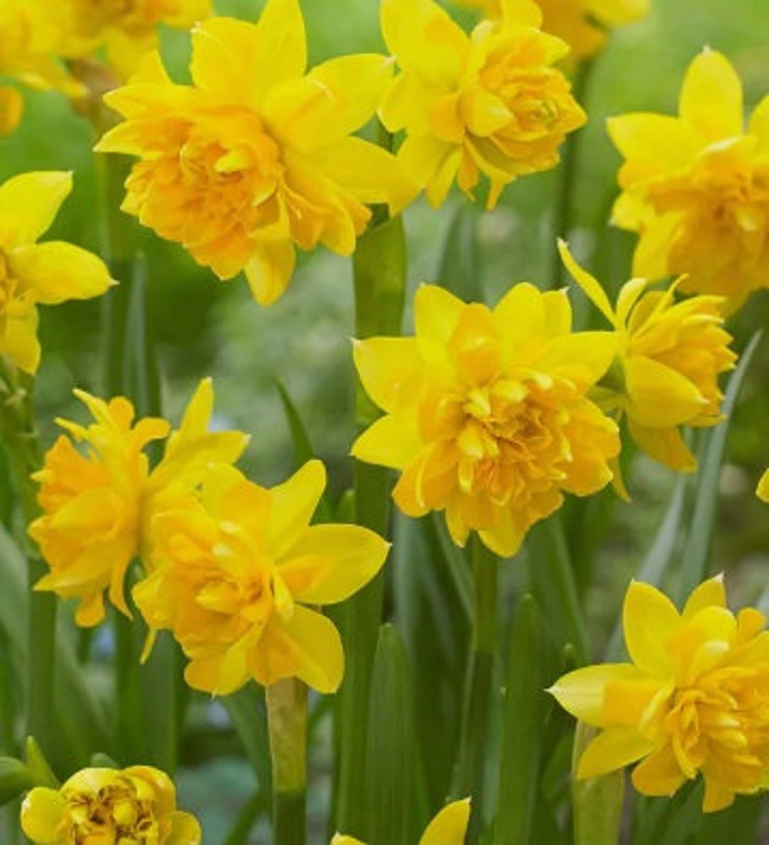 Narcissus - Tete Boucle - Flower Bulb - Plant in Fall for Spring Blooms ...