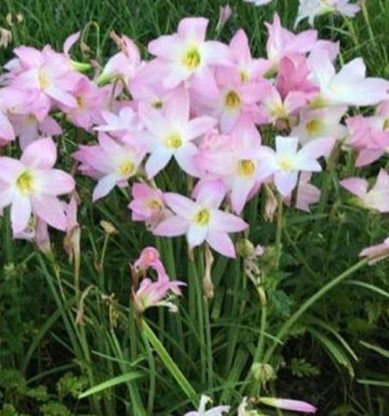 Pink Rain Lily Bulbs - Zephyranthes Robustus - Full Sun to Part Shade ...
