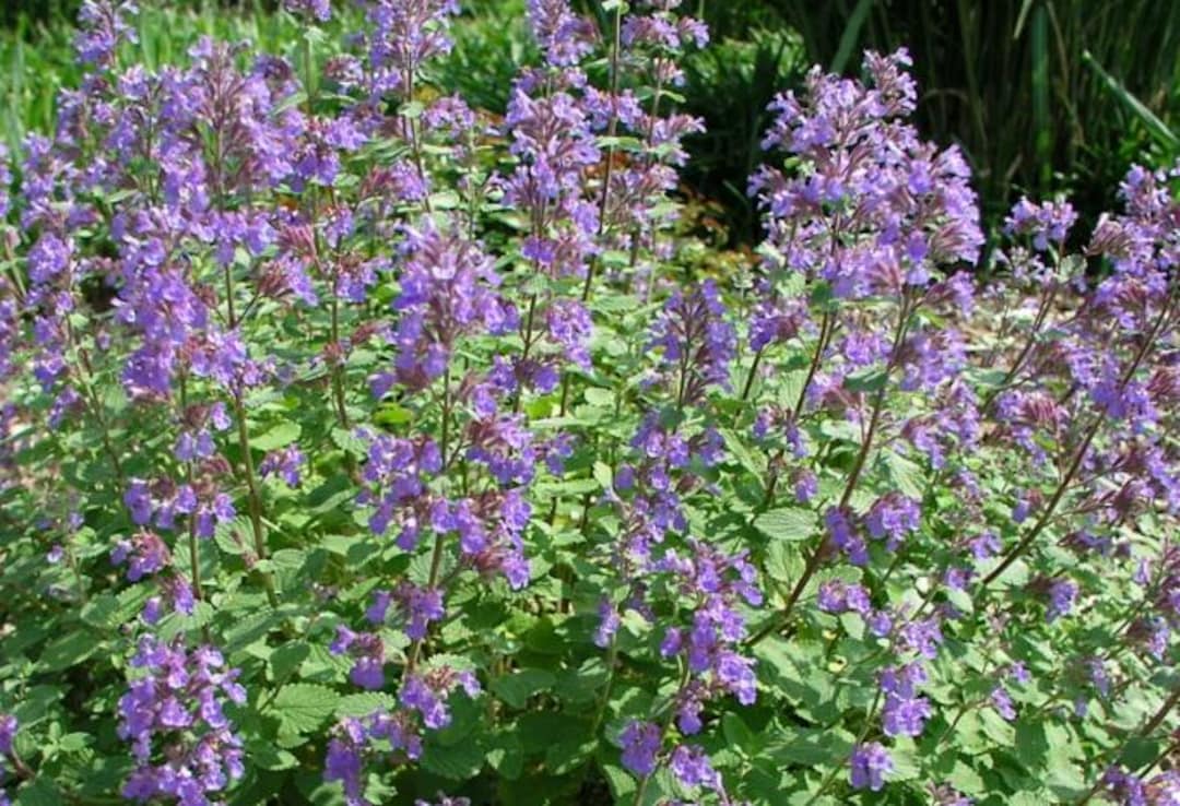 Nepeta Blue Wonder Cat Mint Plant - Large Deep Blue Flowers - Highly ...