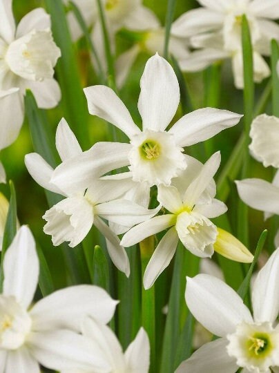 Narcissus - Thalia - Flower Bulb - Plant in Fall for Spring Blooms ...