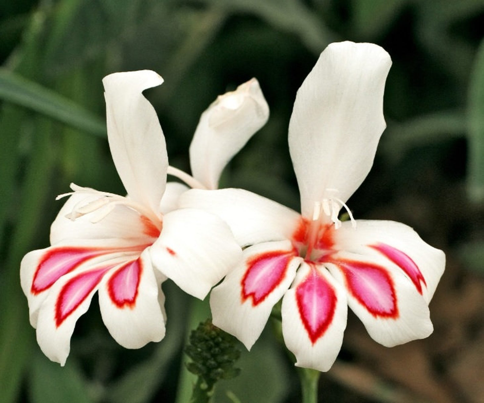 Hardy Gladiolus 'prince Claus' SWORD LILY BULBS - Etsy