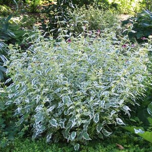 Snow Fairy Bluebeard - CARYOPTERIS - Live Plant - Hardy Perennial ...