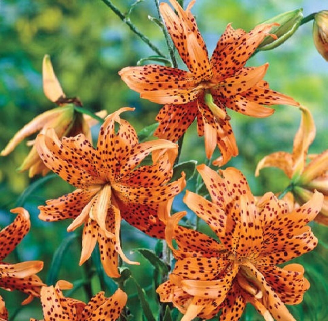 Flore Pleno Double Tiger Lily - Rare Hybrid - Double Orange Petals With ...
