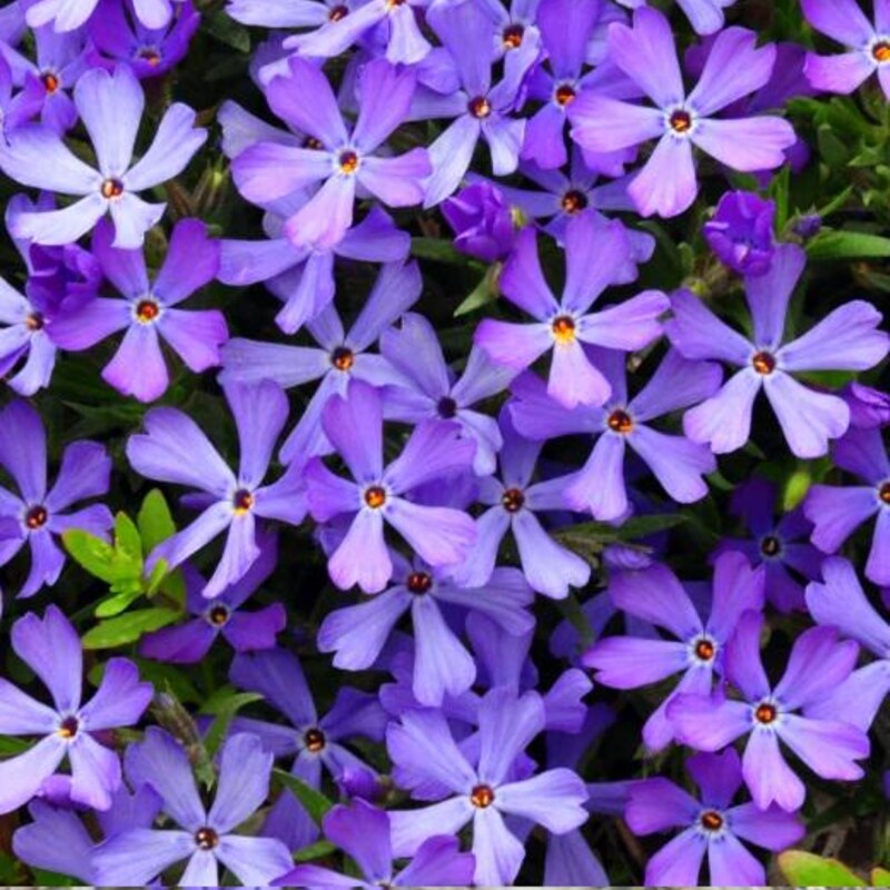 Phlox - Etsy