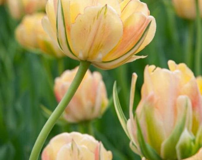 Akebono Tulip Bulbs - Yellow Flowers Feature a Fine, Red Edge and Apple ...