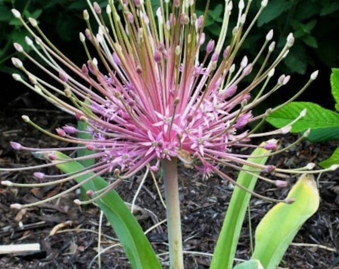 Allium 'schubertii' Bulbs - Tumbleweed Onion" Deer Resistant - Hardy ...