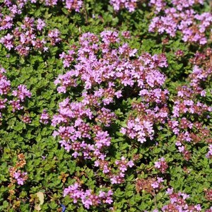 Creeping Thyme Plant - Thymus Coccineus - Attractive Ground Cover With ...