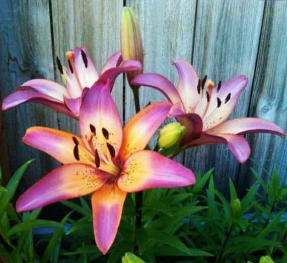 Lilium Flowers Bulbs